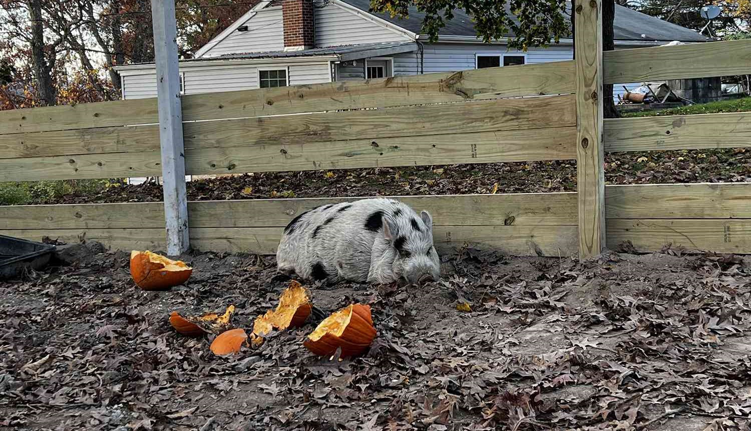 Escaped pig named “Kevin Bacon” home safe after two weeks on the run ...