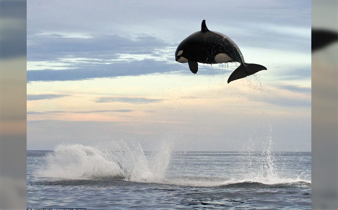 Orca Leaps 4 Meters into the Air - Hasan Jasim