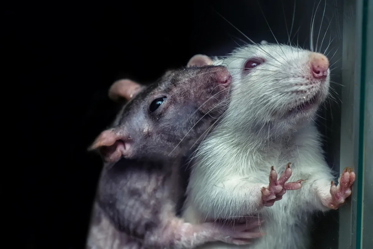 Rats Make Adorable Happy Squeaks When They’re With Their Buddies ...
