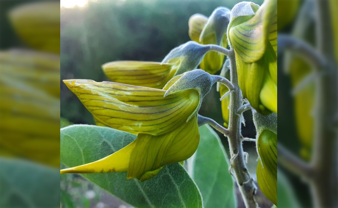 Crotalaria cunninghamii: The Green Birdflower - Hasan Jasim
