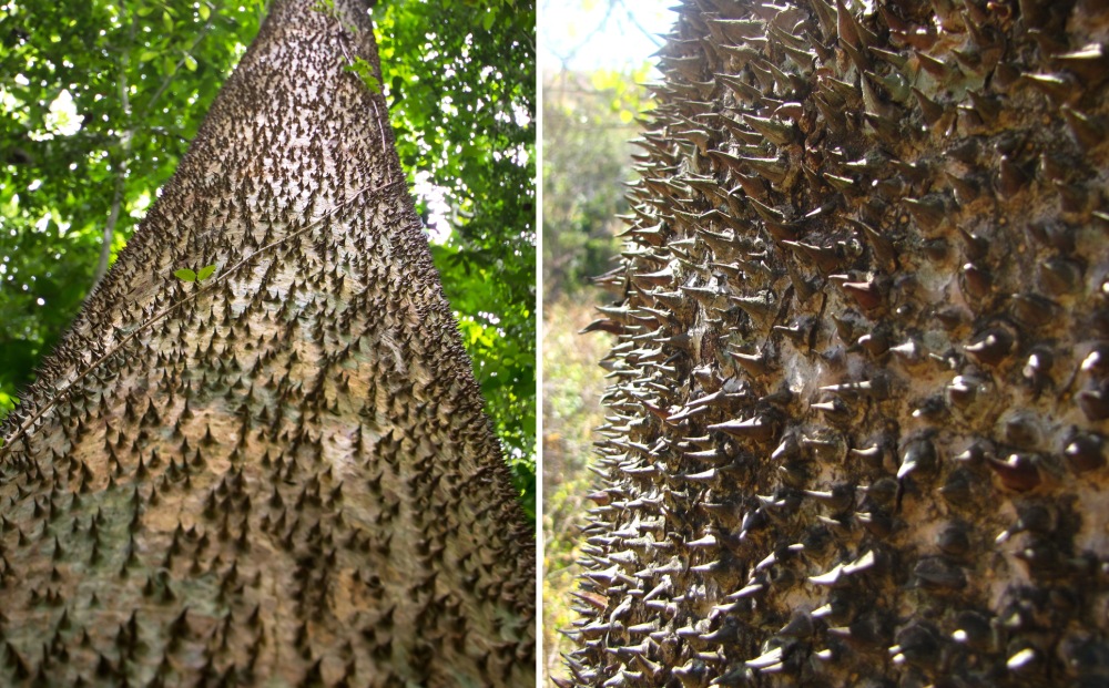 Nature’s Explosive Marvel: The Dynamite Tree’s Startling Secrets ...