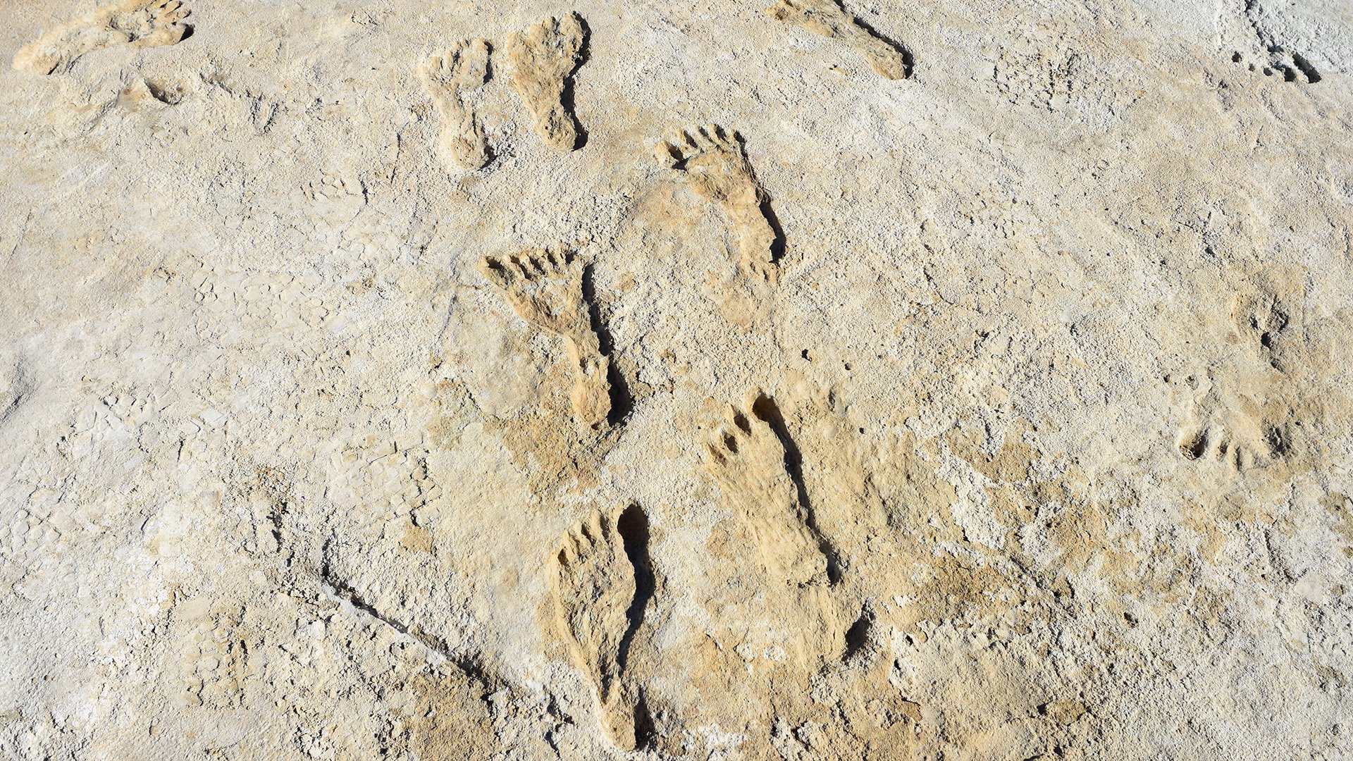 23,000-Year-Old Footprints Suggest That Humans Were Already in North ...