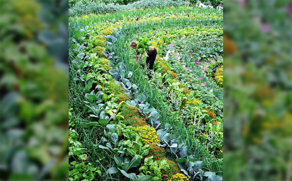 A Vision of the Future: The Eden Project’s Polyculture Paradise - Hasan ...