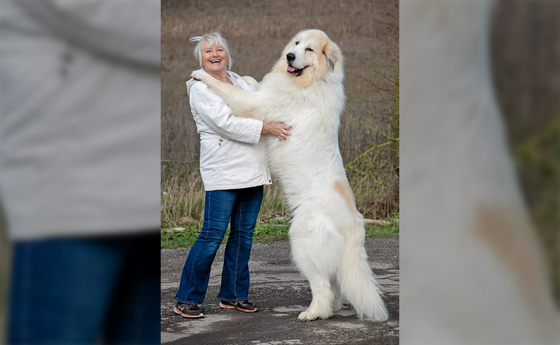 Meet Boris and his owner Susan Reilly – he is a Pyrenean mountain dogs ...