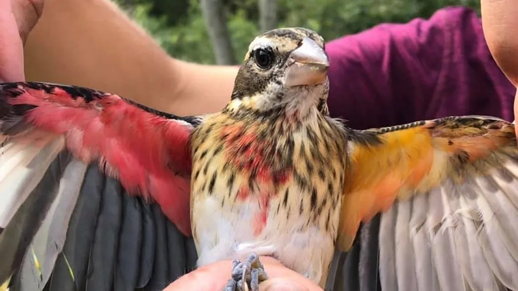 Super Rare Half-Male, Half-Female Bird Found In Pennsylvania - Hasan Jasim