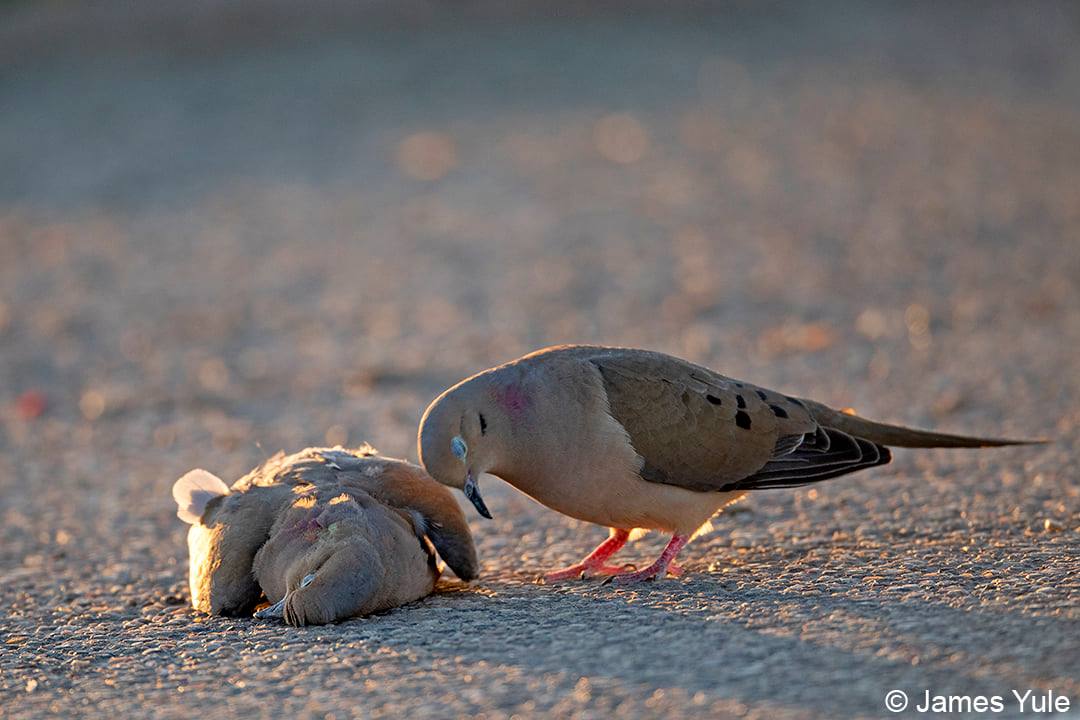 Heartfelt Mourning: Witnessing the Emotional Display of a Grieving ...