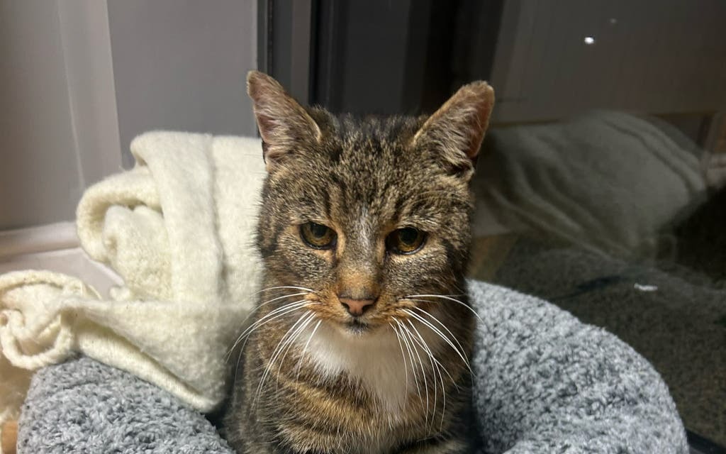 “Christmas miracle”: Cat missing for 11 years reunites with family in ...