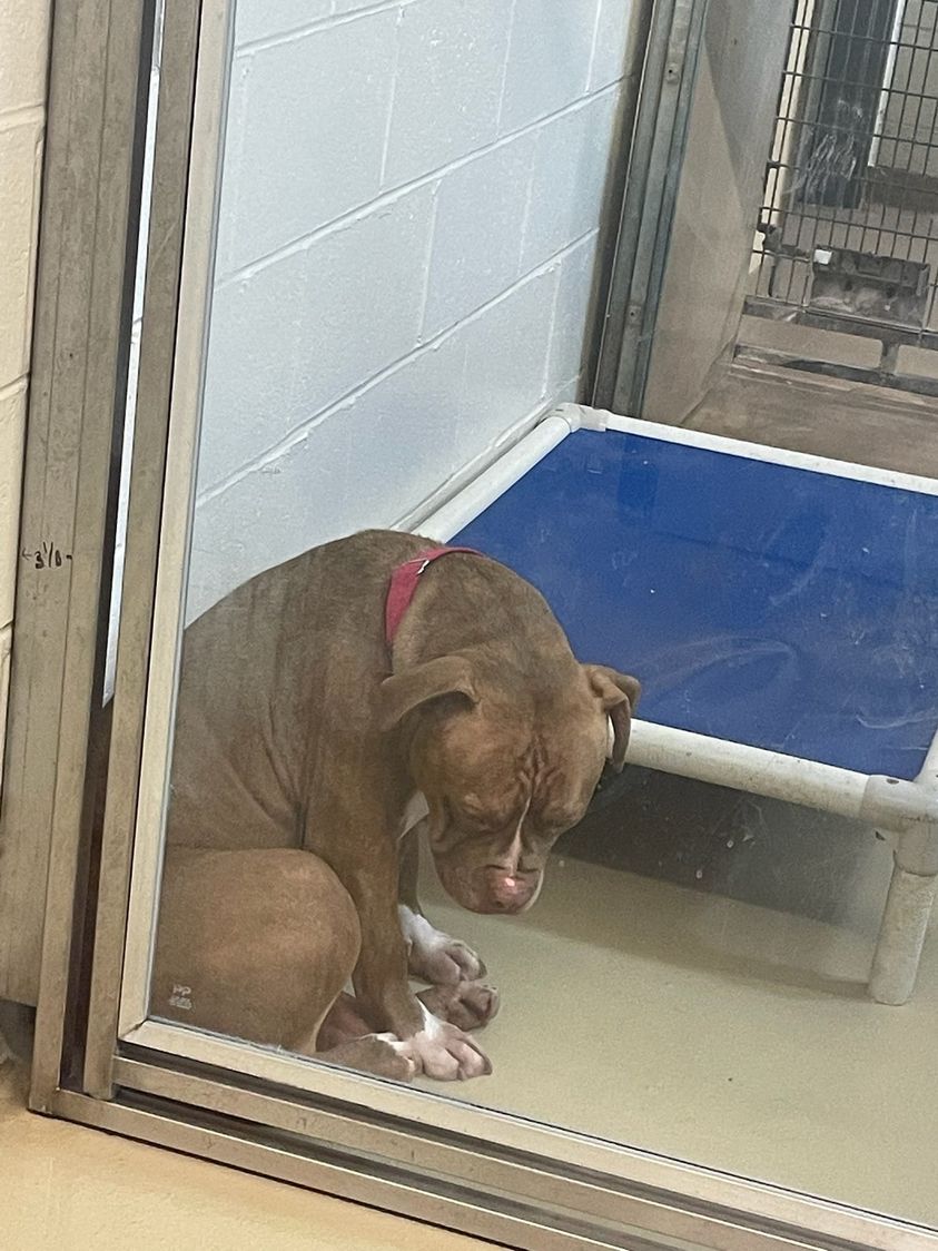 Heartbreaking photo shows shelter pit bull “losing hope” after ...