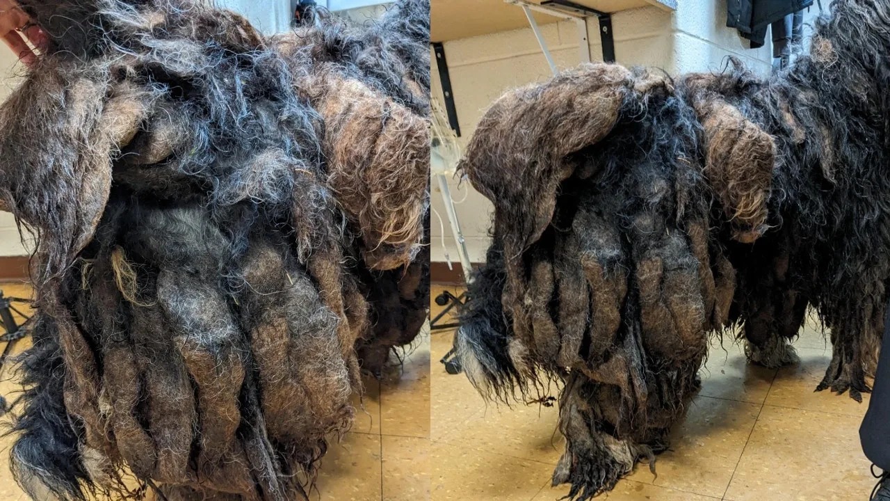Stray dog undergoes amazing transformation after 11 pounds of matted ...