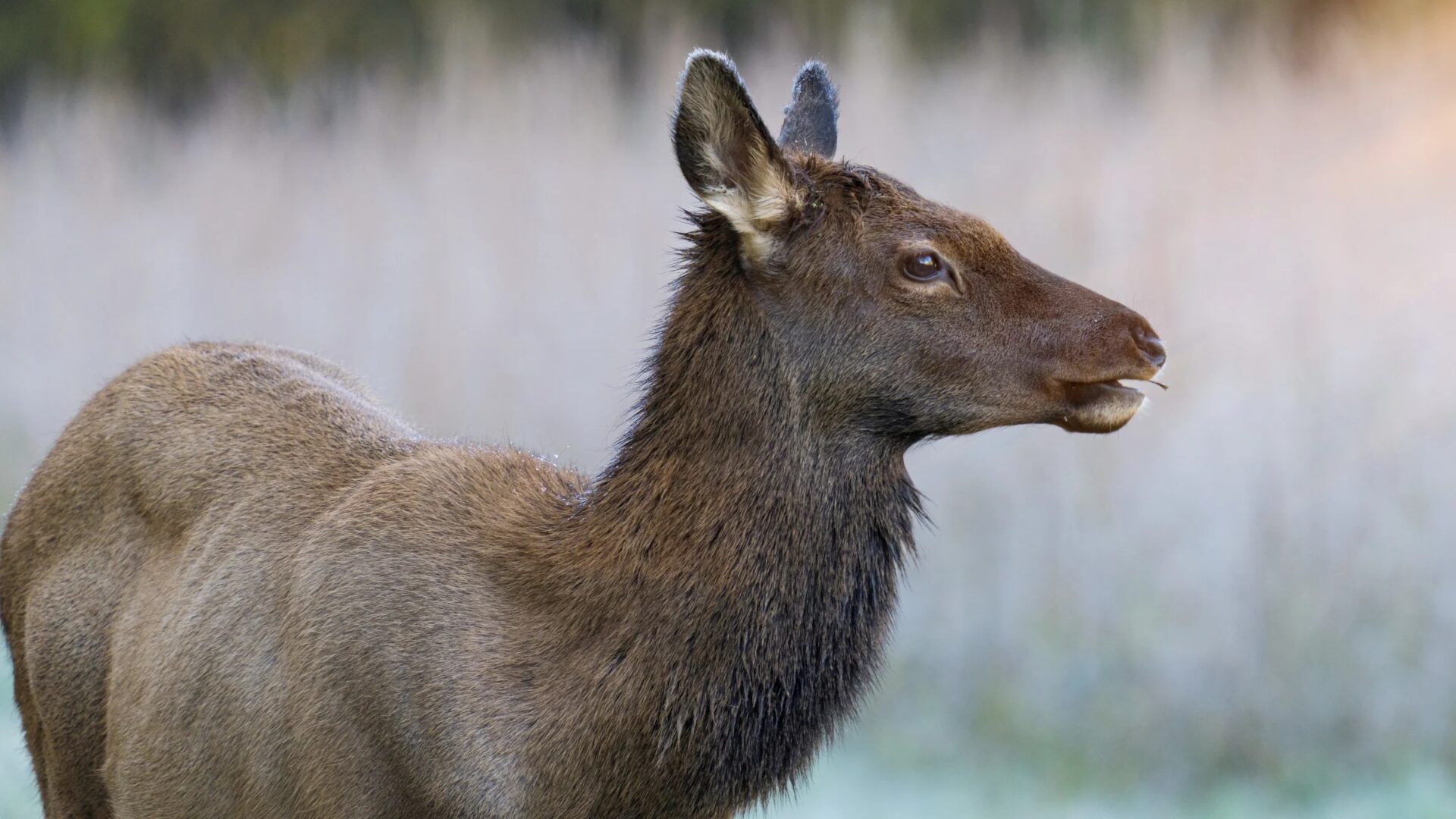 Raging elk flattens phone-wielding hiker at Yellowstone National Park ...