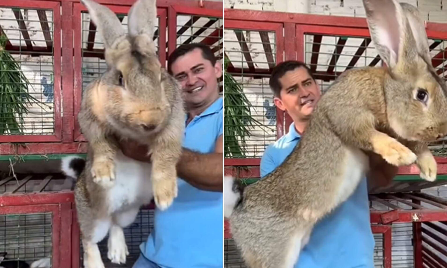 People Horrified At Clip Of A Enormous 10KG Rabbit With Huge Ears ...