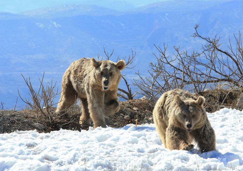 The Elusive Iraqi Brown Bear: A Symbol of Resilience in a Troubled Land ...