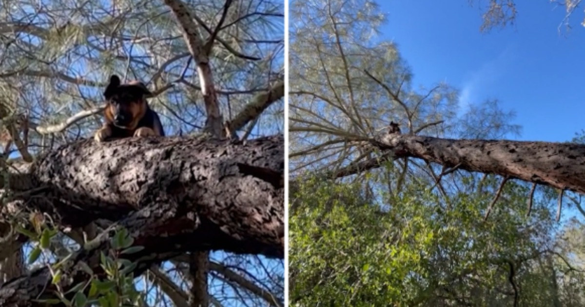 Missing German shepherd puppy found in tree 25 feet in the air - Hasan ...