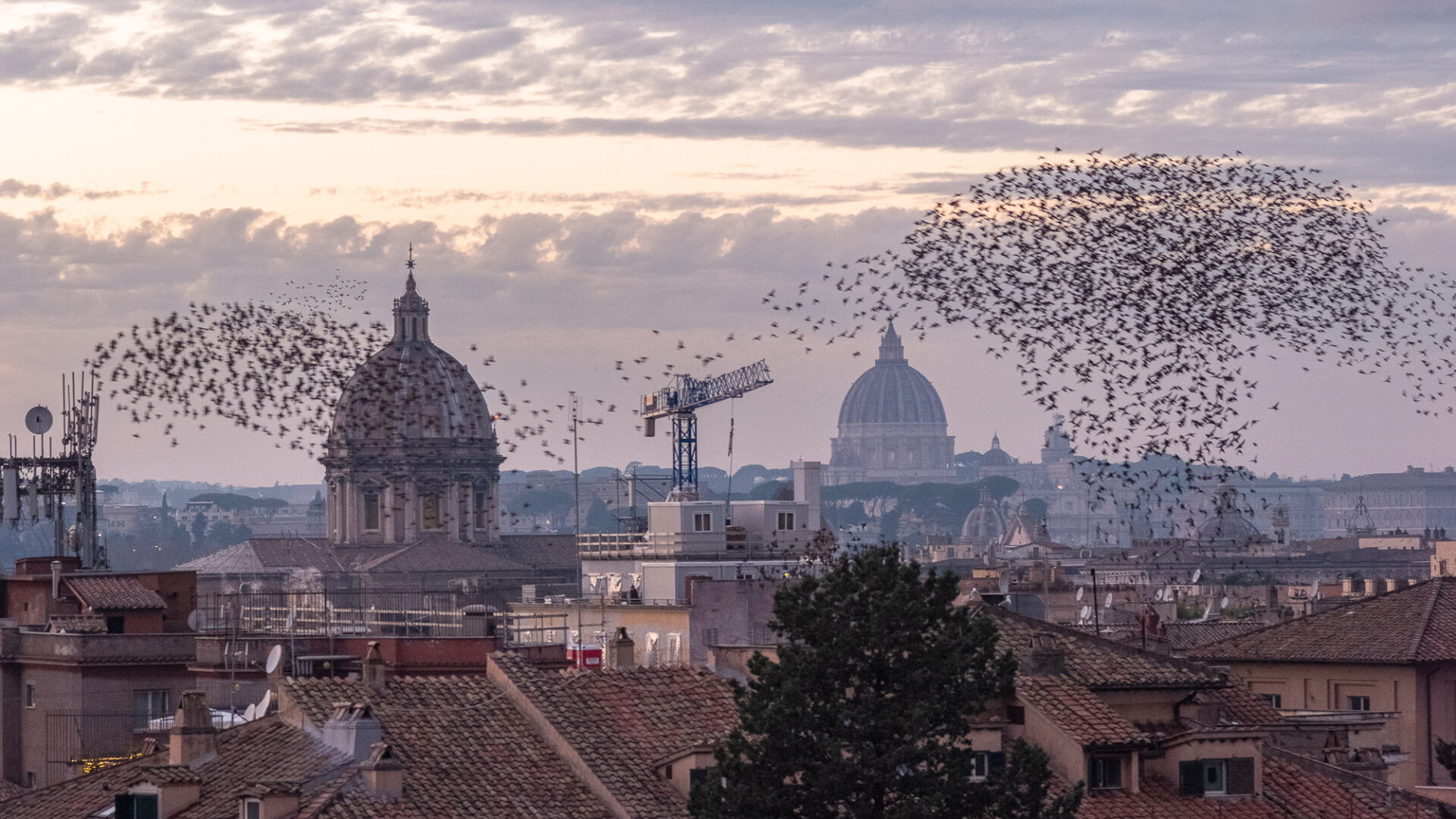 Rome's Mesmerizing Murmuration: Where Birds Paint the Sky with Shadows ...