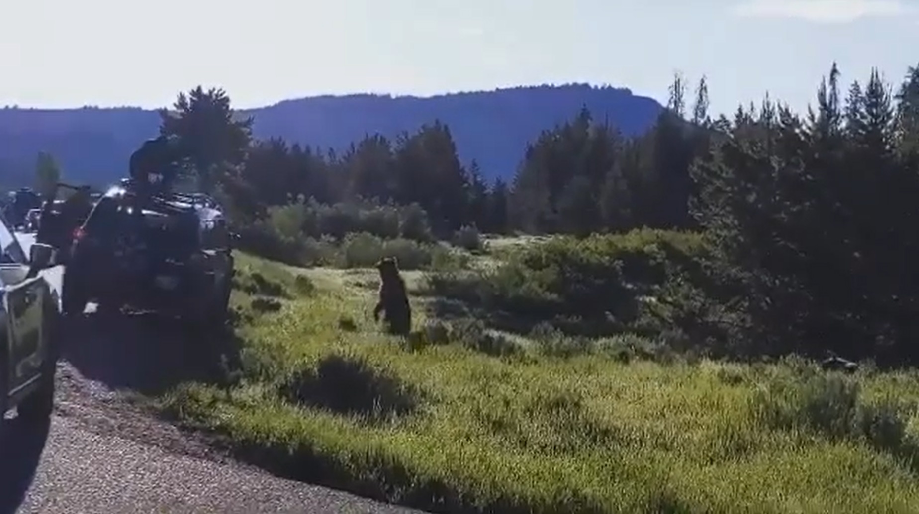 Men try to take close-up photos of grizzly bear and cub – it doesn't ...