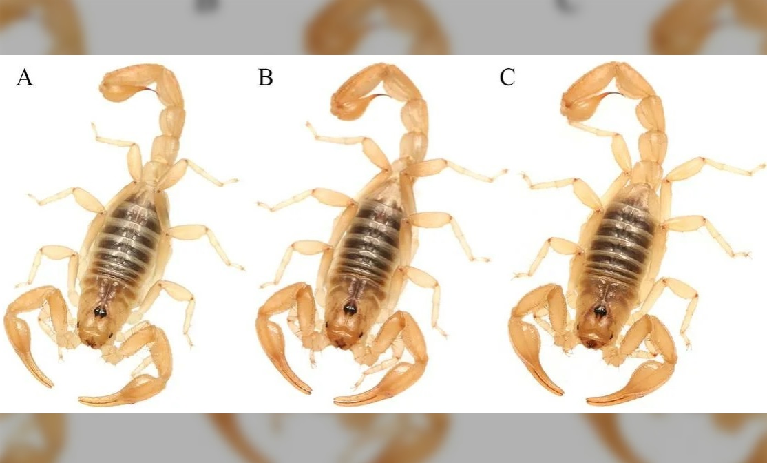 Venomous creature lurking — and hunting — in California desert is new ...