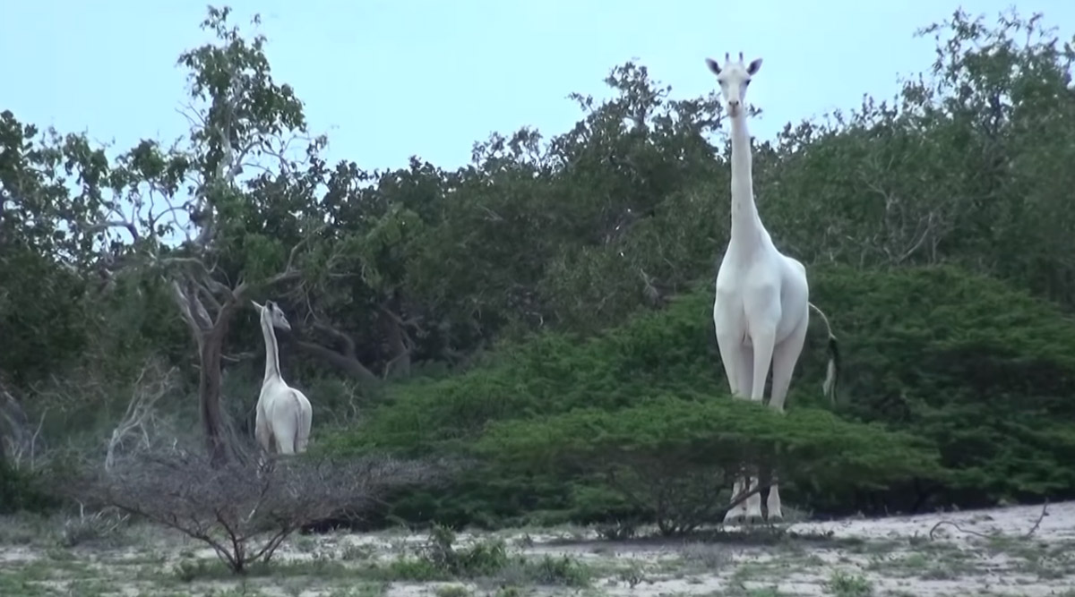 World’s Last Known White Giraffe in Kenya Gets GPS Tracking Device to ...