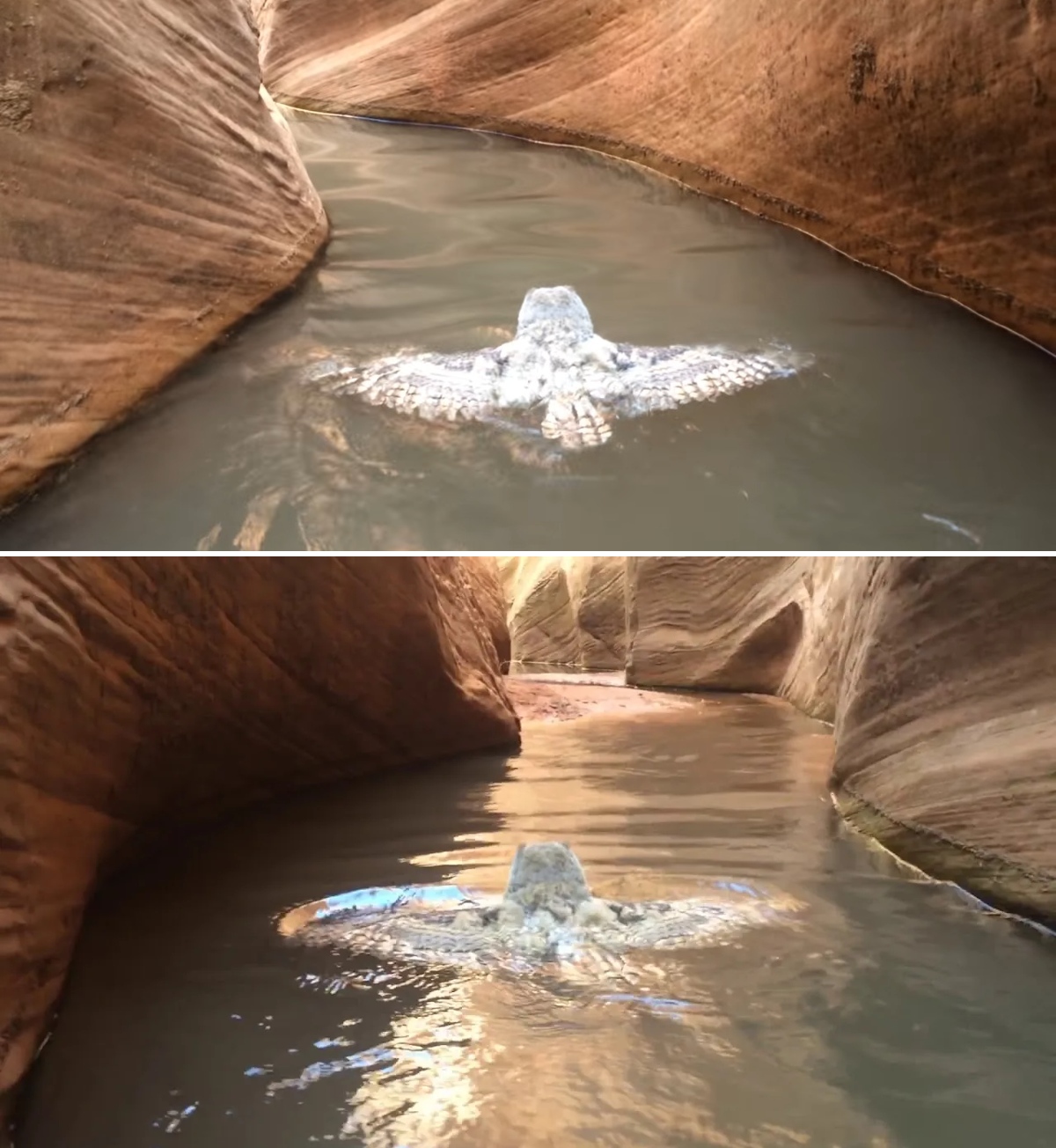 Hikers Spot Owl Swimming Through a Canyon – An Extremely Rare Sight ...