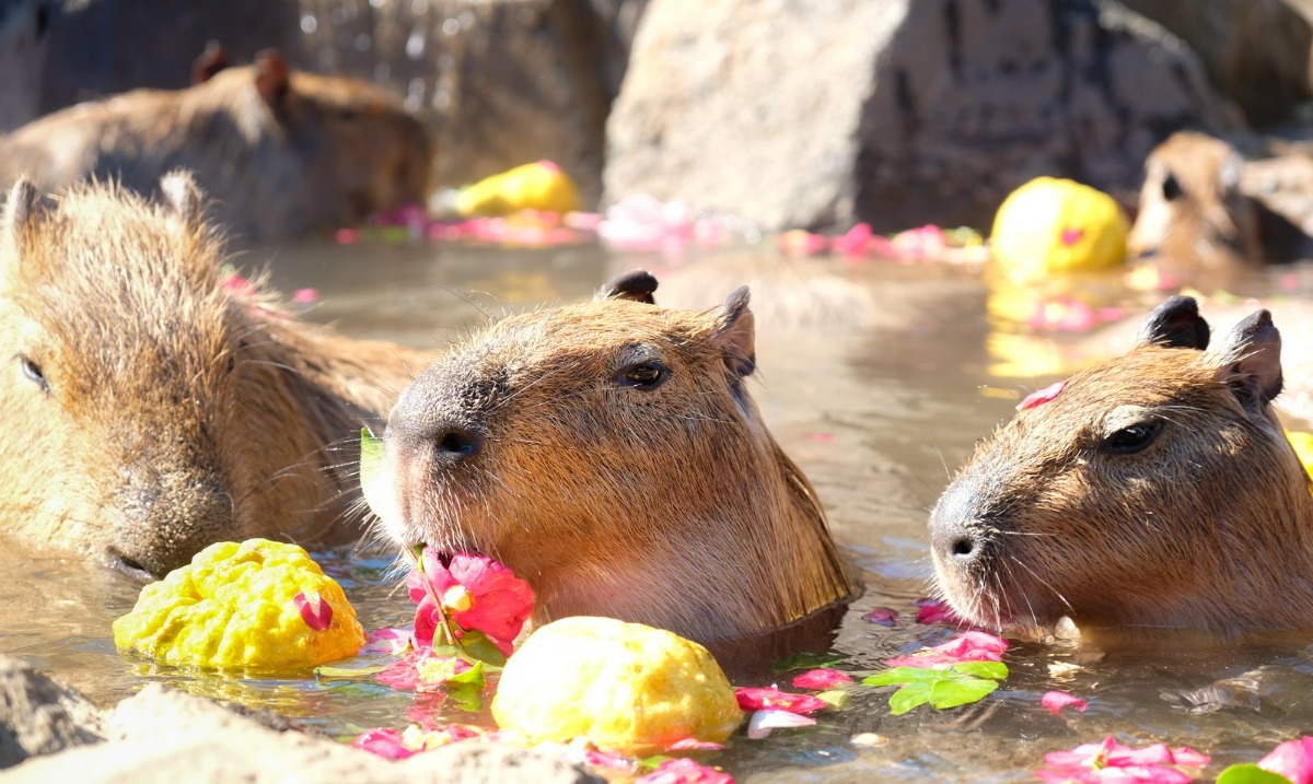 Capybaras and Onsens: A Match Made in Heaven - Hasan Jasim
