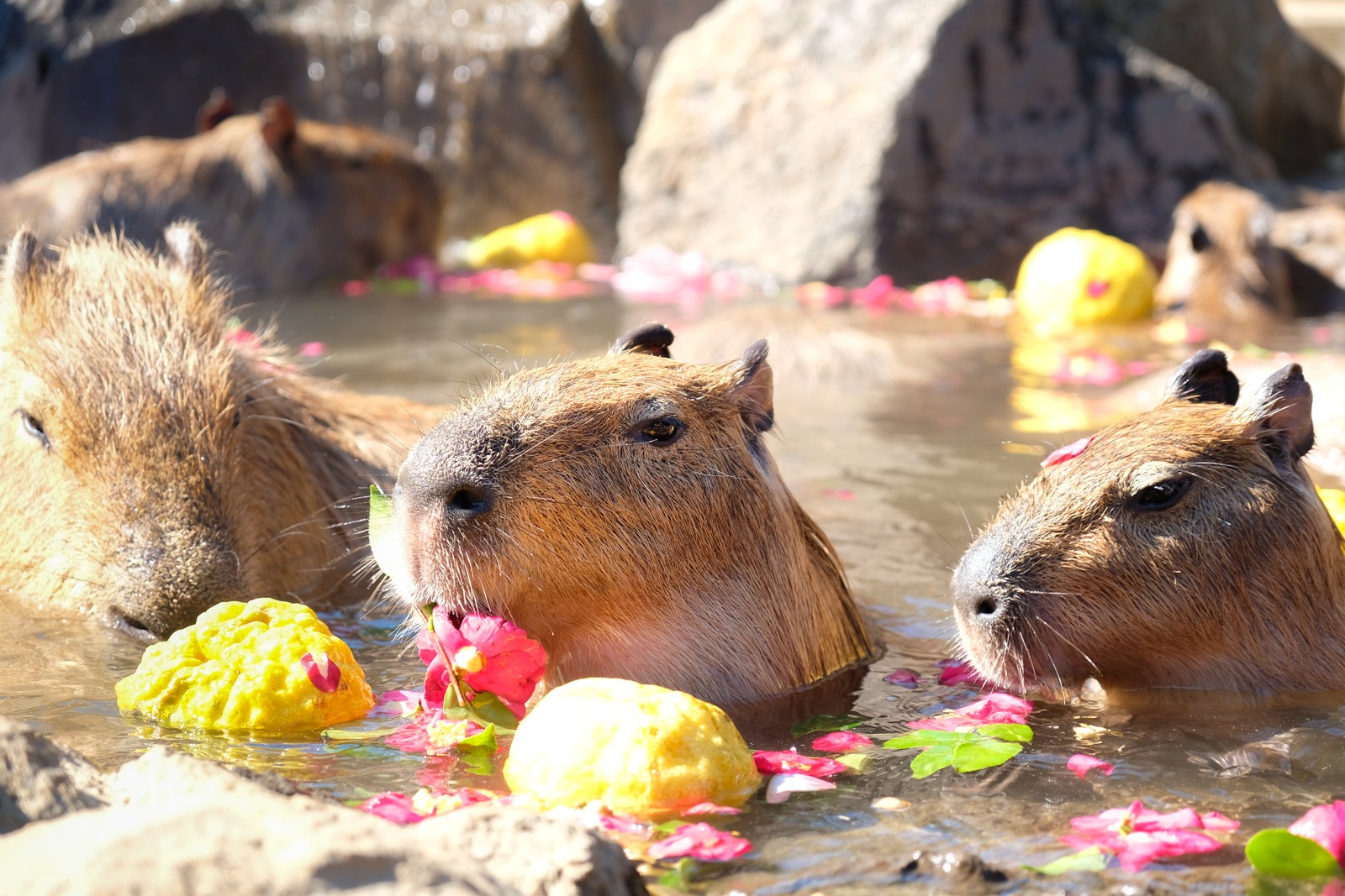 Capybaras and Onsens: A Match Made in Heaven - Hasan Jasim