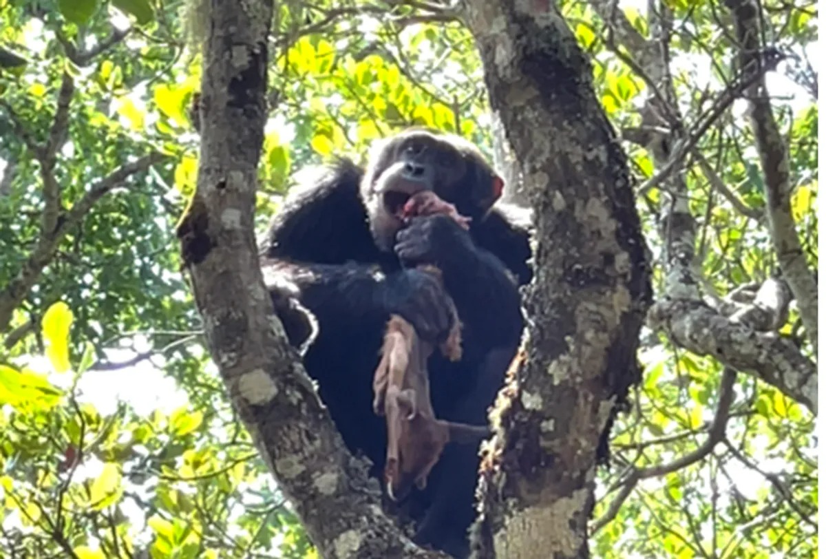 Chimps Seen Snatching An Eagle's Food In A Very Rare Scavenging ...