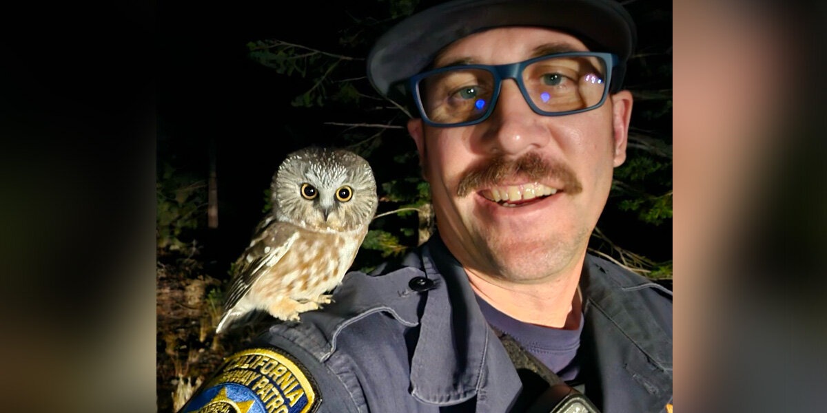 Officer Stops For ‘Rock’ In Road — And Ends Up With The Most Adorable ...