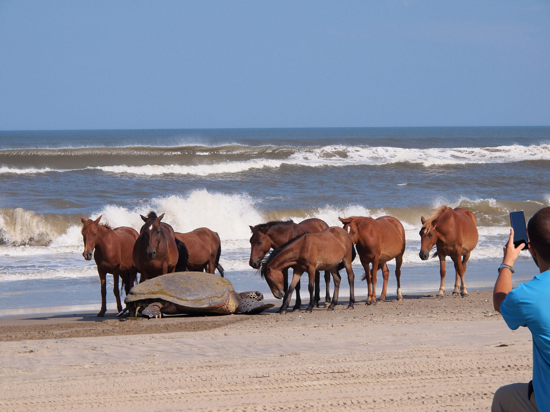 Unprecedented Encounter: Giant Sea Turtle Meets the Wild Horses at Outer Banks Beach - Hasan Jasim