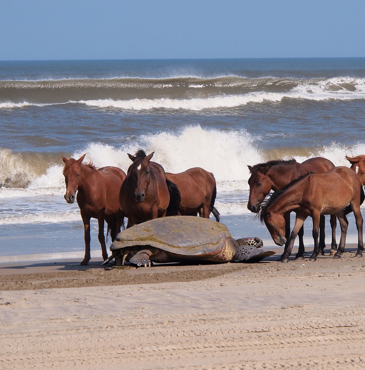 Unprecedented Encounter: Giant Sea Turtle Meets the Wild Horses at ...