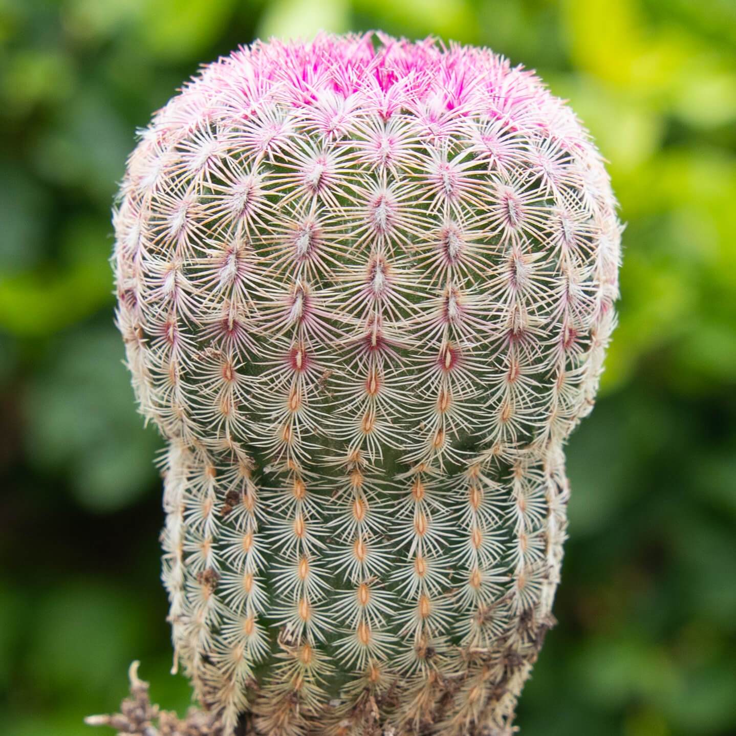 Echinocereus rigidissimus: A Rainbow of Spines and Flowers - Hasan Jasim