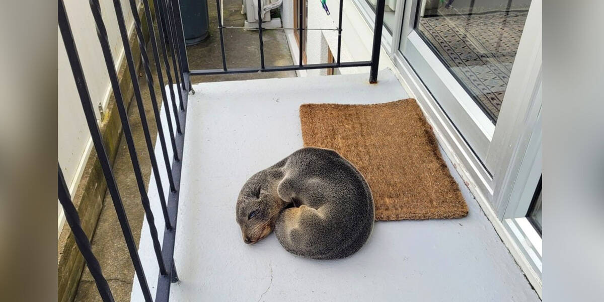 Family Finds An Unexpected Guest Snoozing Peacefully On Their Porch ...