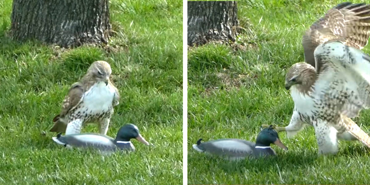 Hawk Doesn’t Get Why This ‘Duck’ Isn’t Afraid of Him - Hasan Jasim