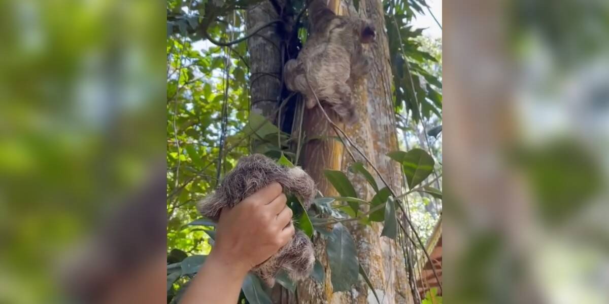 Rescuers save baby sloth and help reunite it with its mother — see the ...