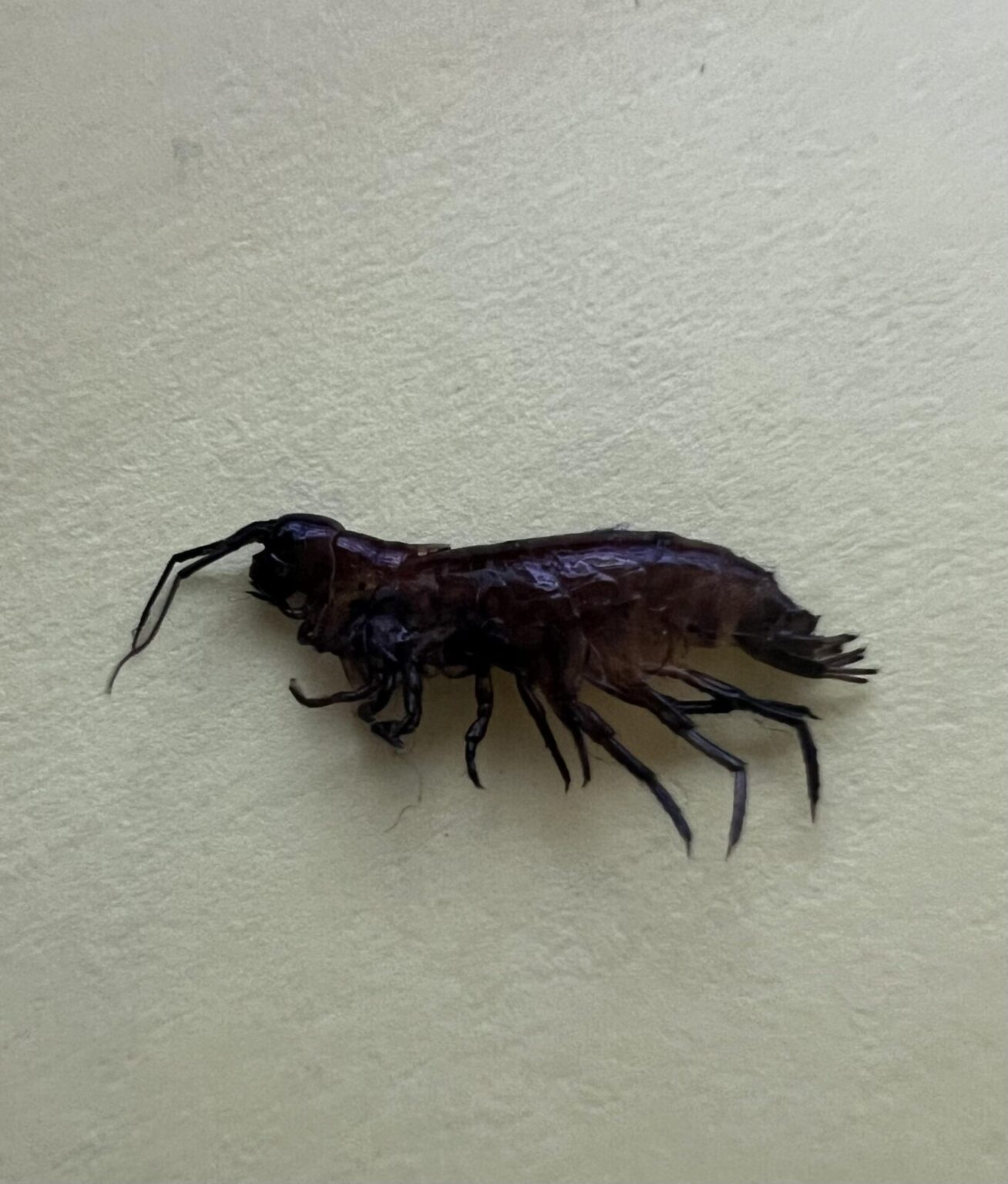 A Tree-Dwelling Shrimp Has Been Discovered In The Cyclops Mountains ...