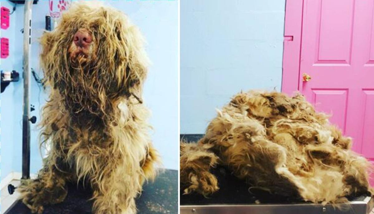 Groomer opens business late at night to save severely matted stray dog ...