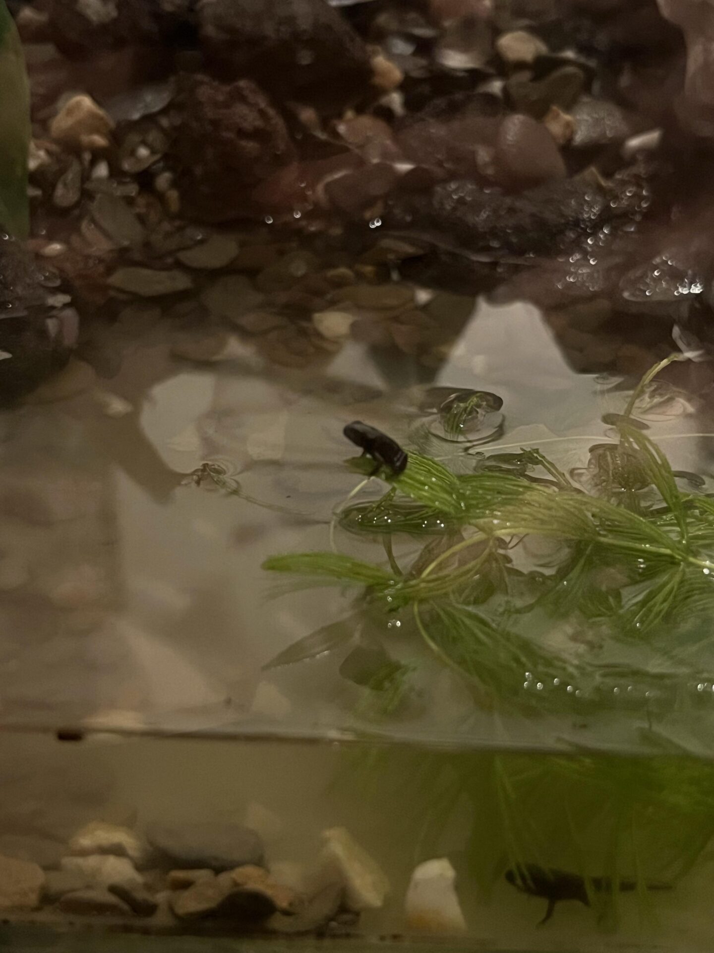 The Fascinating Journey of Tadpoles: A Dance for Air - Hasan Jasim