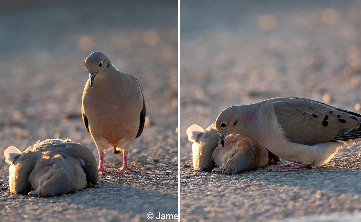 Heartfelt Mourning: Witnessing the Emotional Display of a Grieving ...