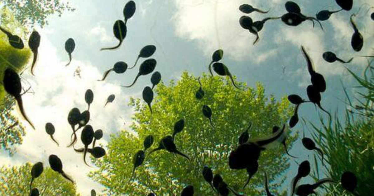 The Fascinating Journey of Tadpoles: A Dance for Air - Hasan Jasim