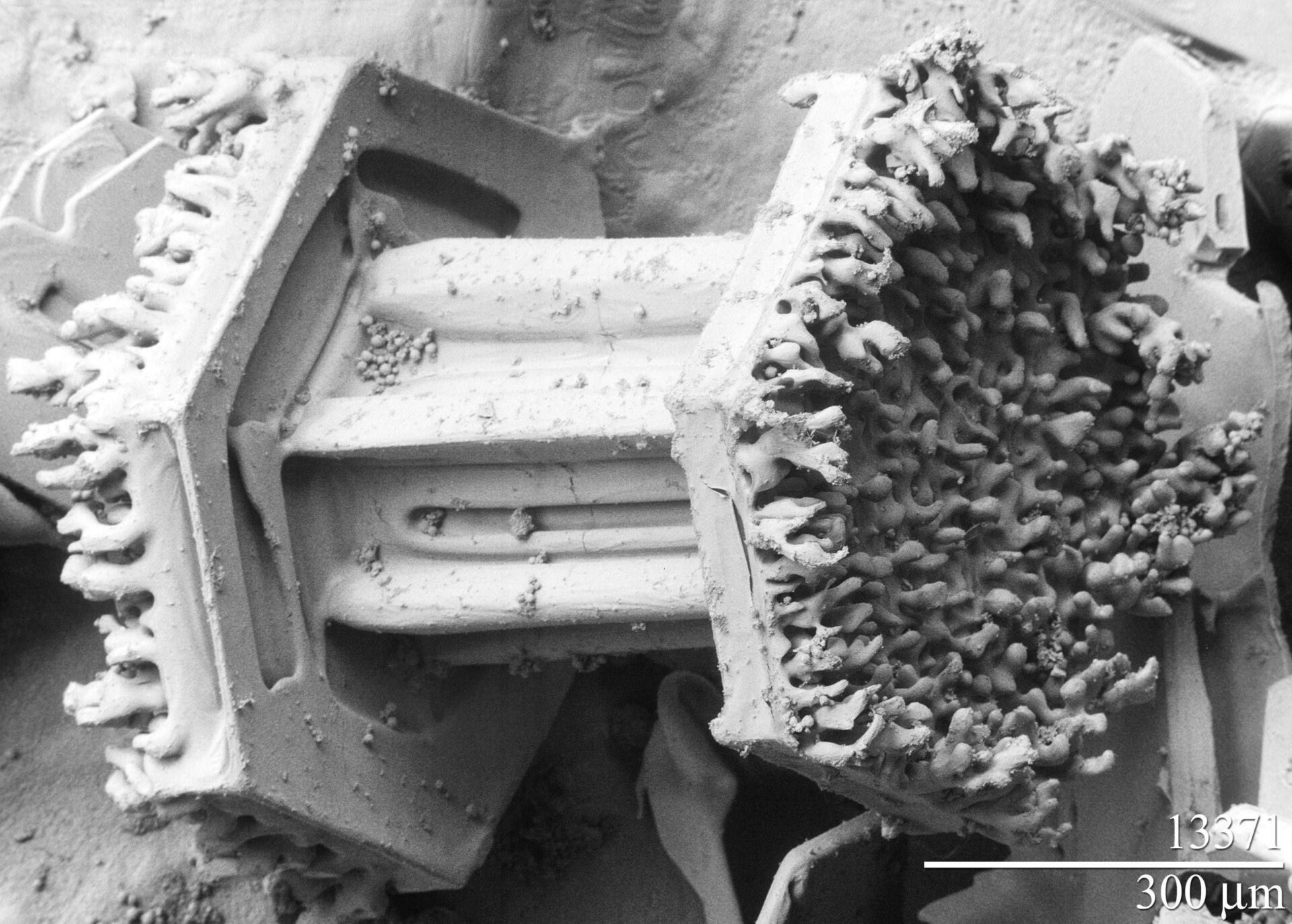 The Hidden Beauty of Snowflakes: A Microscopic Journey into Winter’s ...