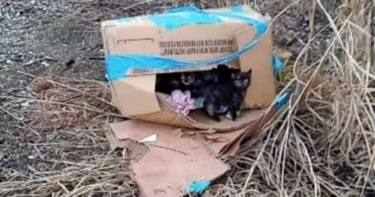 Young Man Walking Along Train Tracks Finds A Taped-Up Box Full Of ...