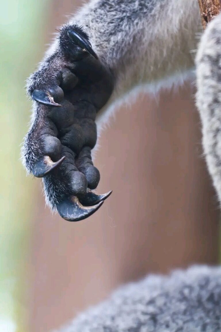 Unveiling the Formidable Claws of Koalas: Essential Tools for Tree ...