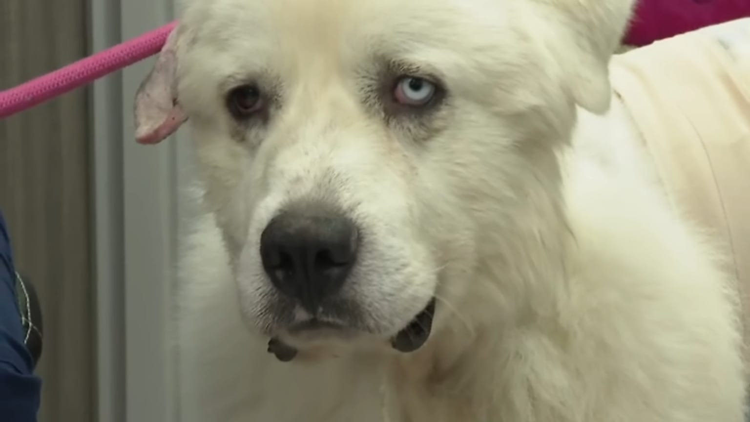 Casper, dog who fought off coyotes to protect his flock of sheep, wins ...