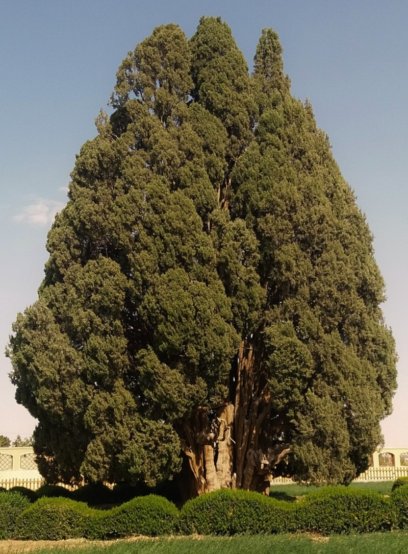 The Cypress of Abarkuh: A Living Witness to Asia’s Ancient History ...