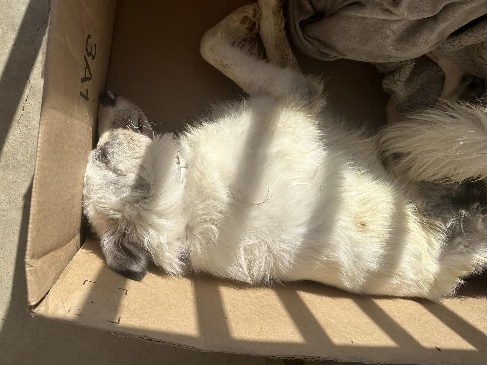Blind, epileptic dog was found in box, thought to be dead — but now he ...