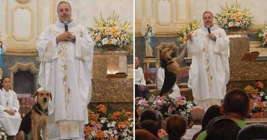 This Brazilian Priest Takes Stray Dogs Off the Streets To Get Them ...
