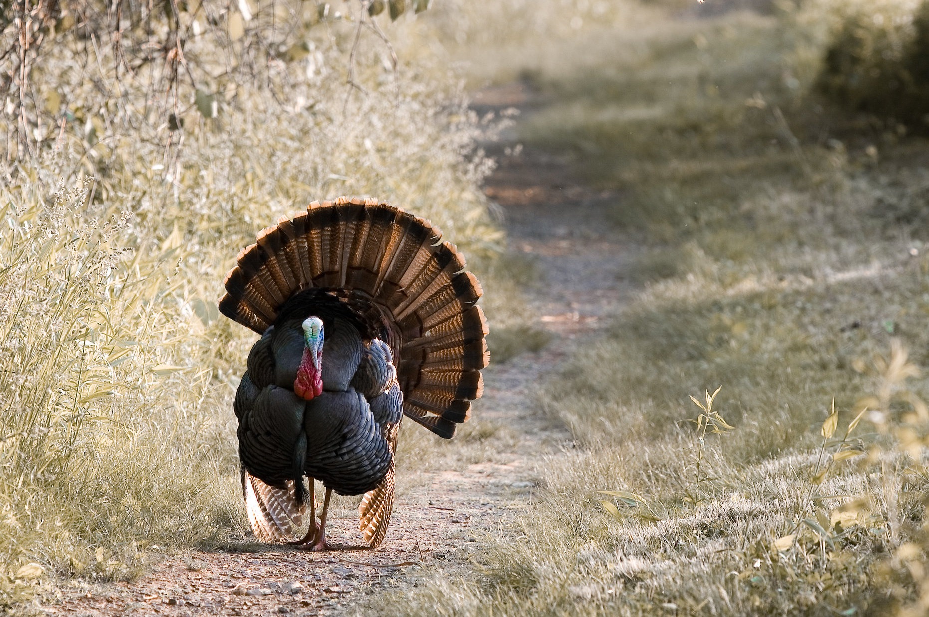 Wild turkey population is declining rapidly, puzzling scientists: ‘It ...