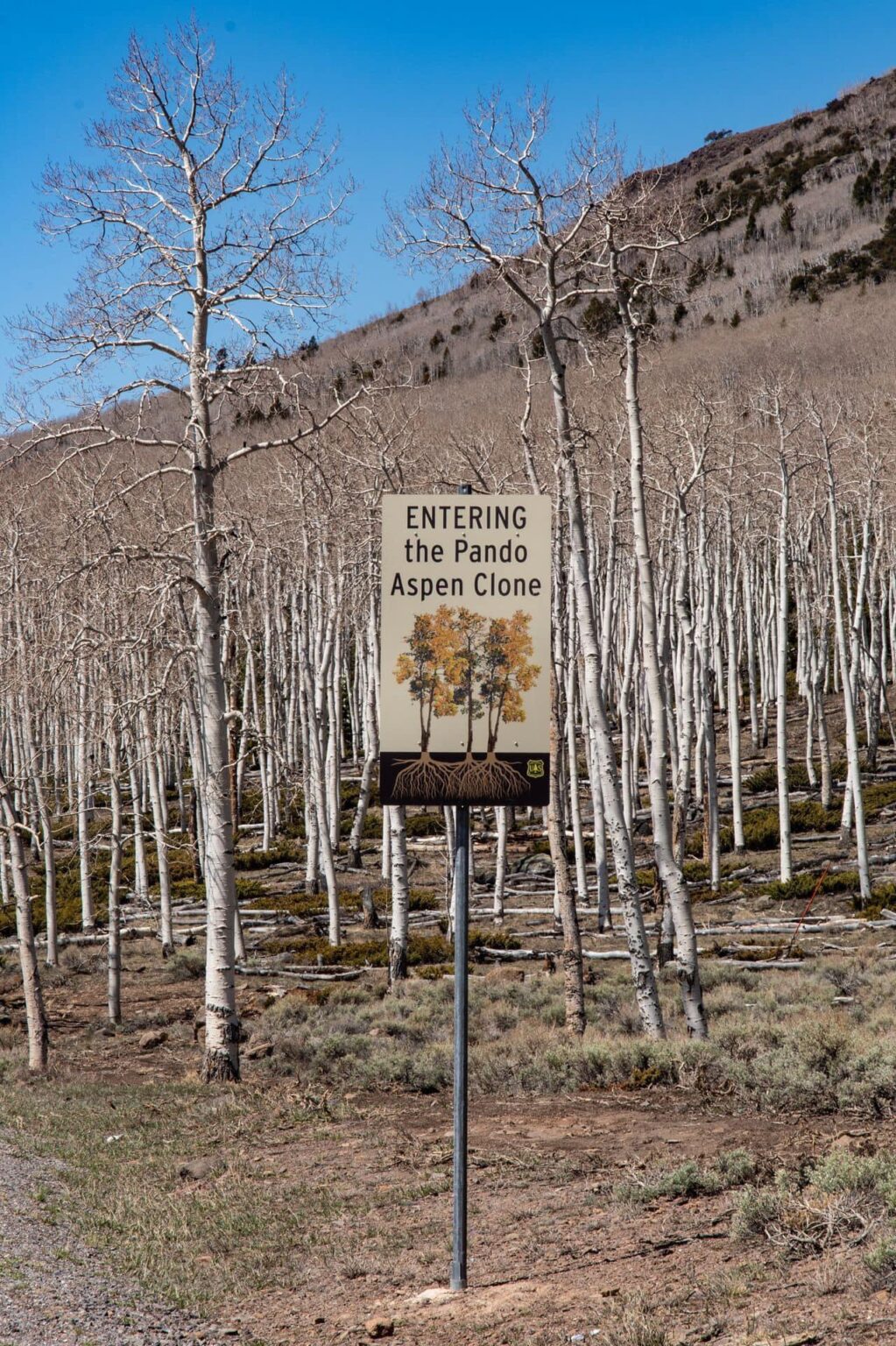 Pando: The 80,000-Year-Old Aspen Giant That's Not a Forest, But a ...