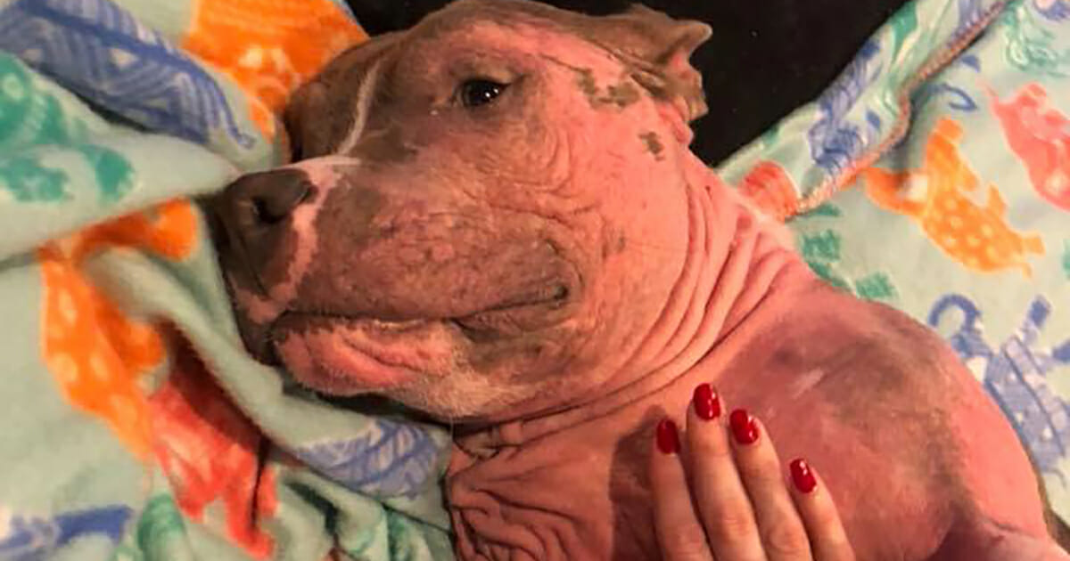 Bald pit bull found on the street: When rescuer looks closer at his ...