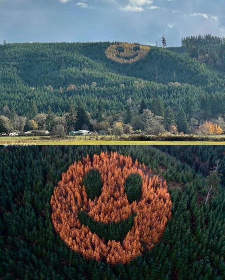 A Smiley Face in the Forest: A Peculiar Tree Planting Project - Hasan Jasim