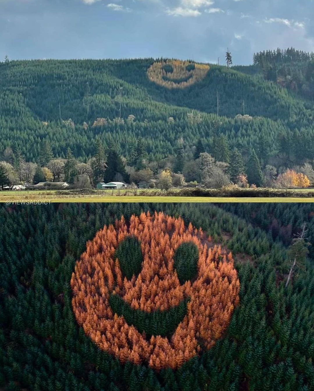 A Smiley Face in the Forest: A Peculiar Tree Planting Project - Hasan Jasim