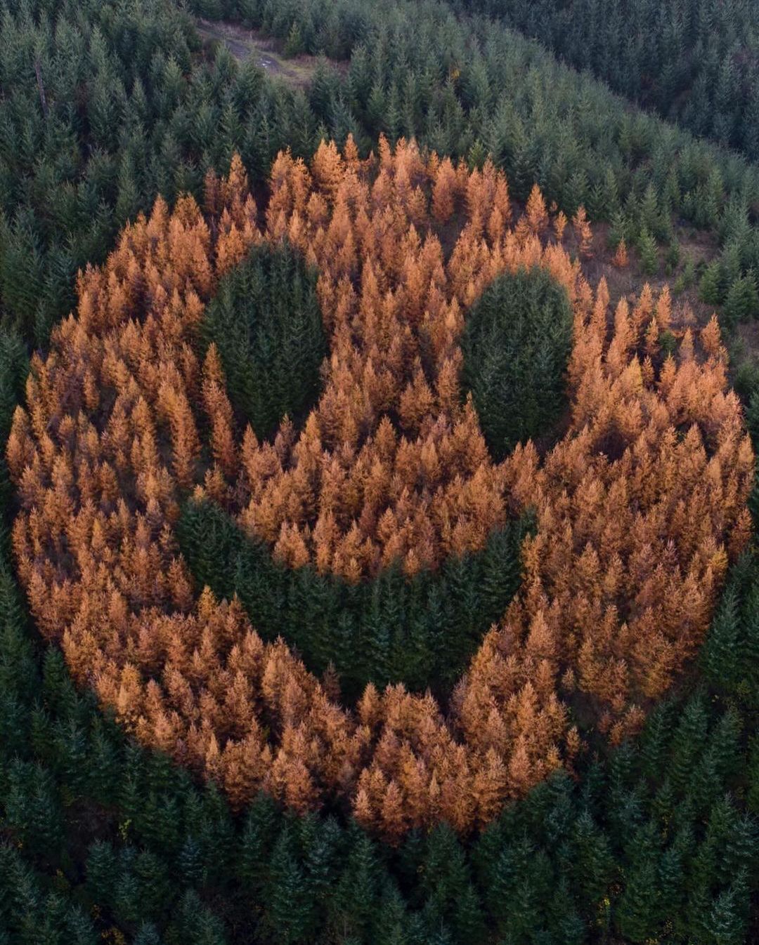 A Smiley Face in the Forest: A Peculiar Tree Planting Project - Hasan Jasim